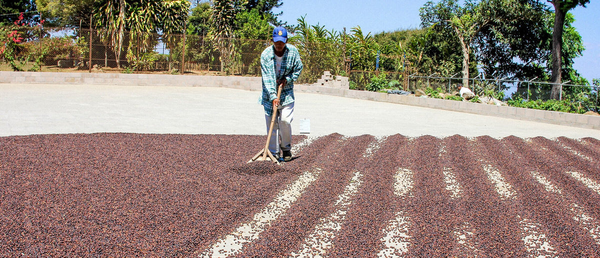 The Science Behind Natural Processed Coffee: Nature's Own Method ...